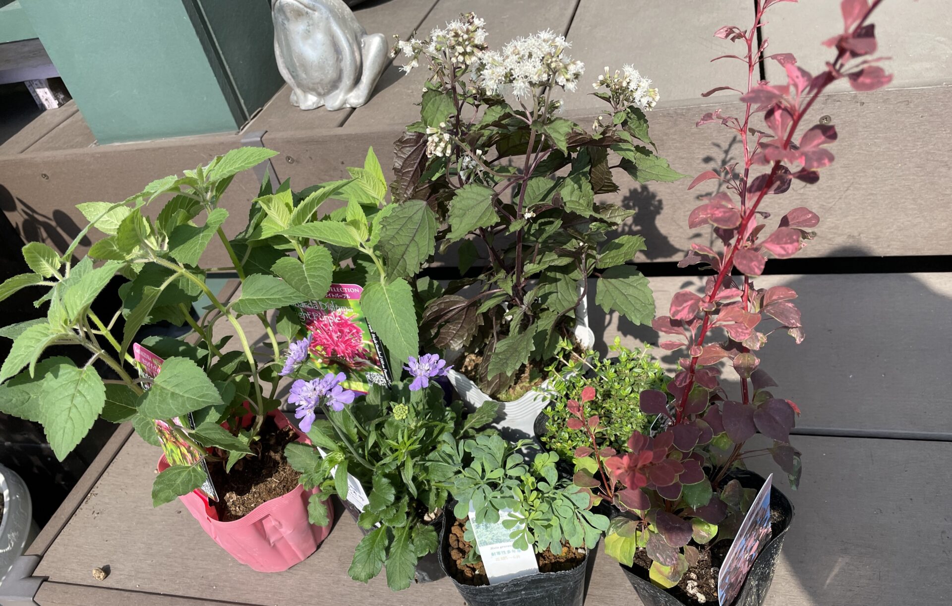 【地植えロシアンセージ】庭で疲れて癒される｜庭記録vol.23 | アンブログ｜虫の苦手なアンの庭